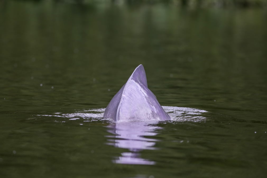 A Purple River Dolphin