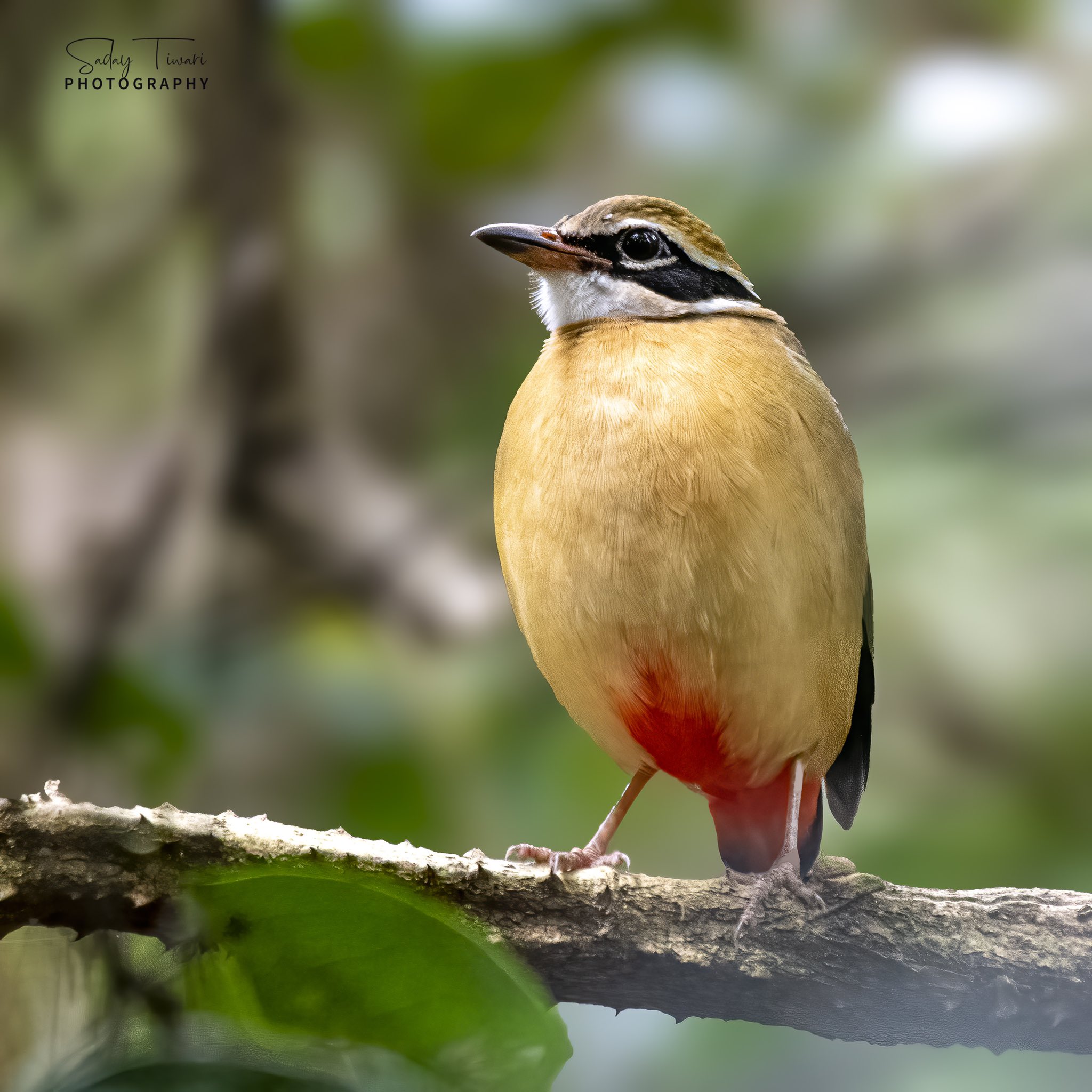 Indian Birds With Name