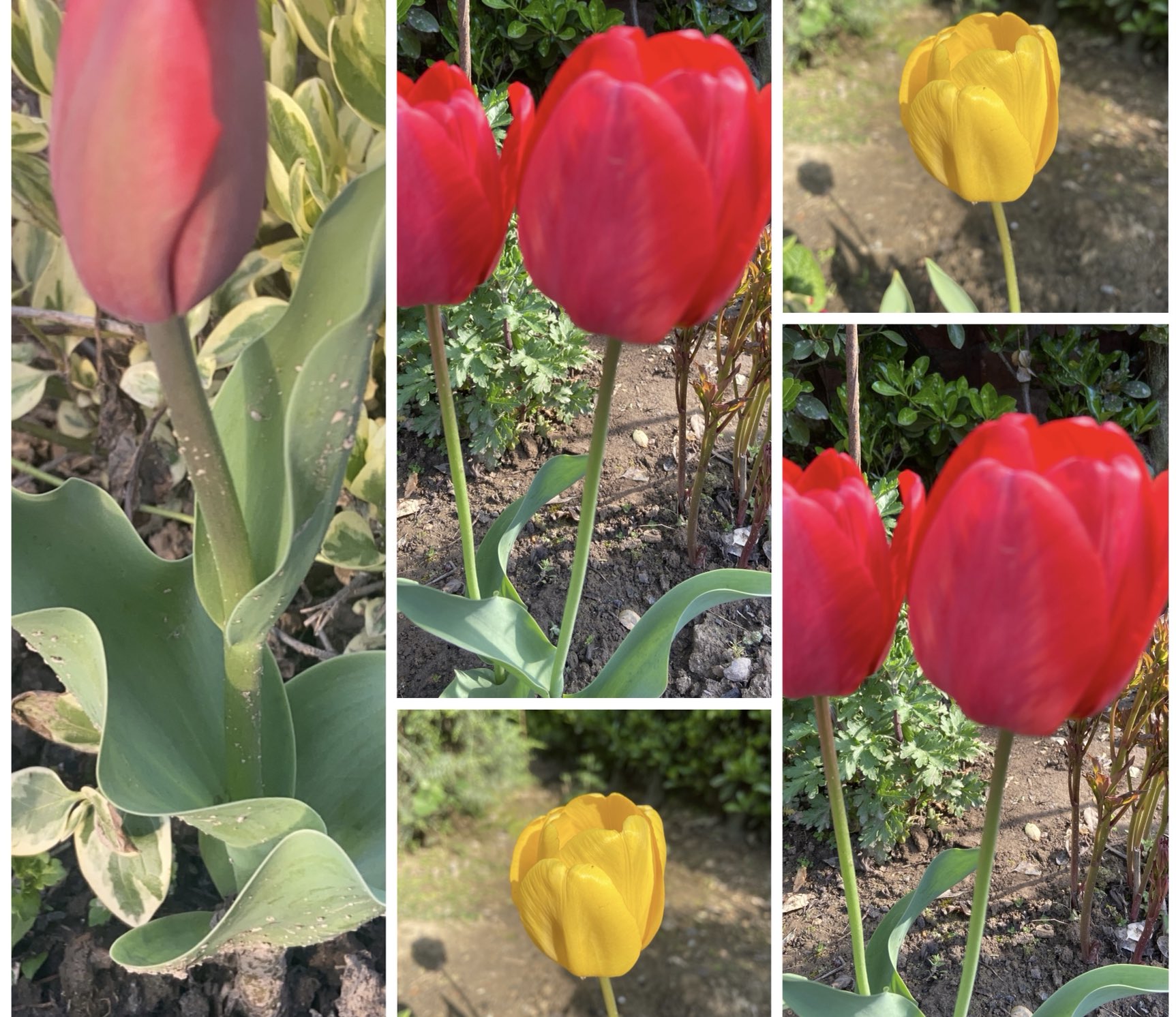Saima Farhad on Twitter: "Tulips at home https://t.co/K6ccY4eFc9" / Twitter