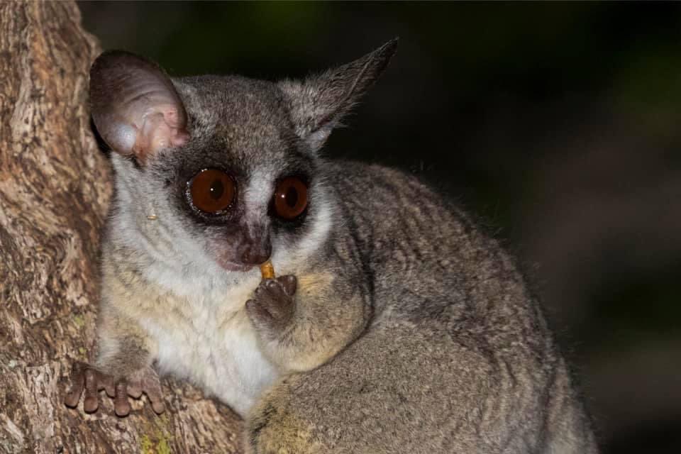 Bush Babies Tumblr