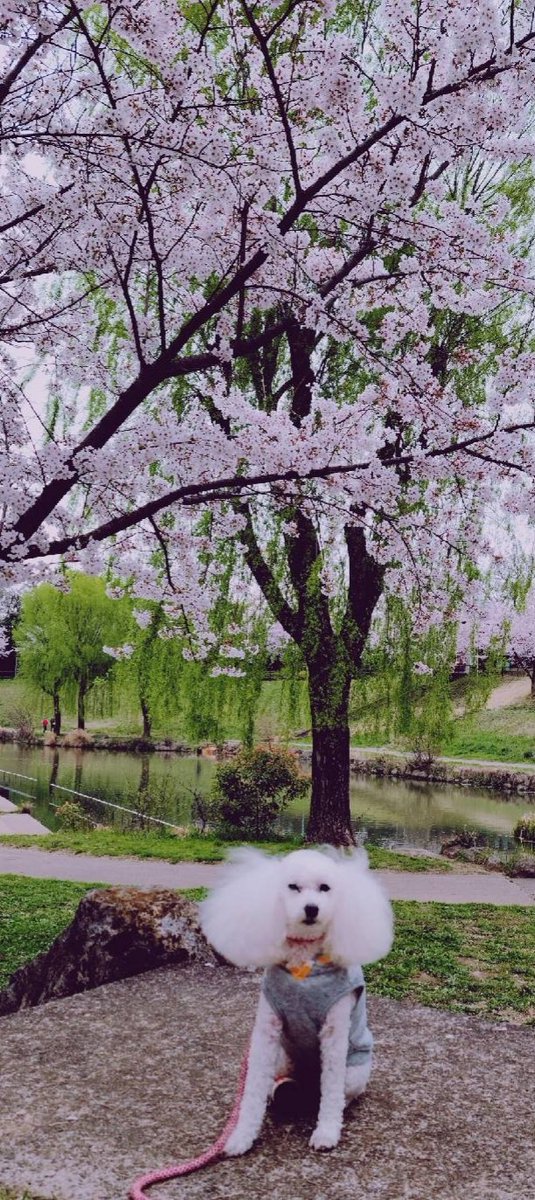 いっっぬちゅーぶ (@inuinu_tube) | Twitter