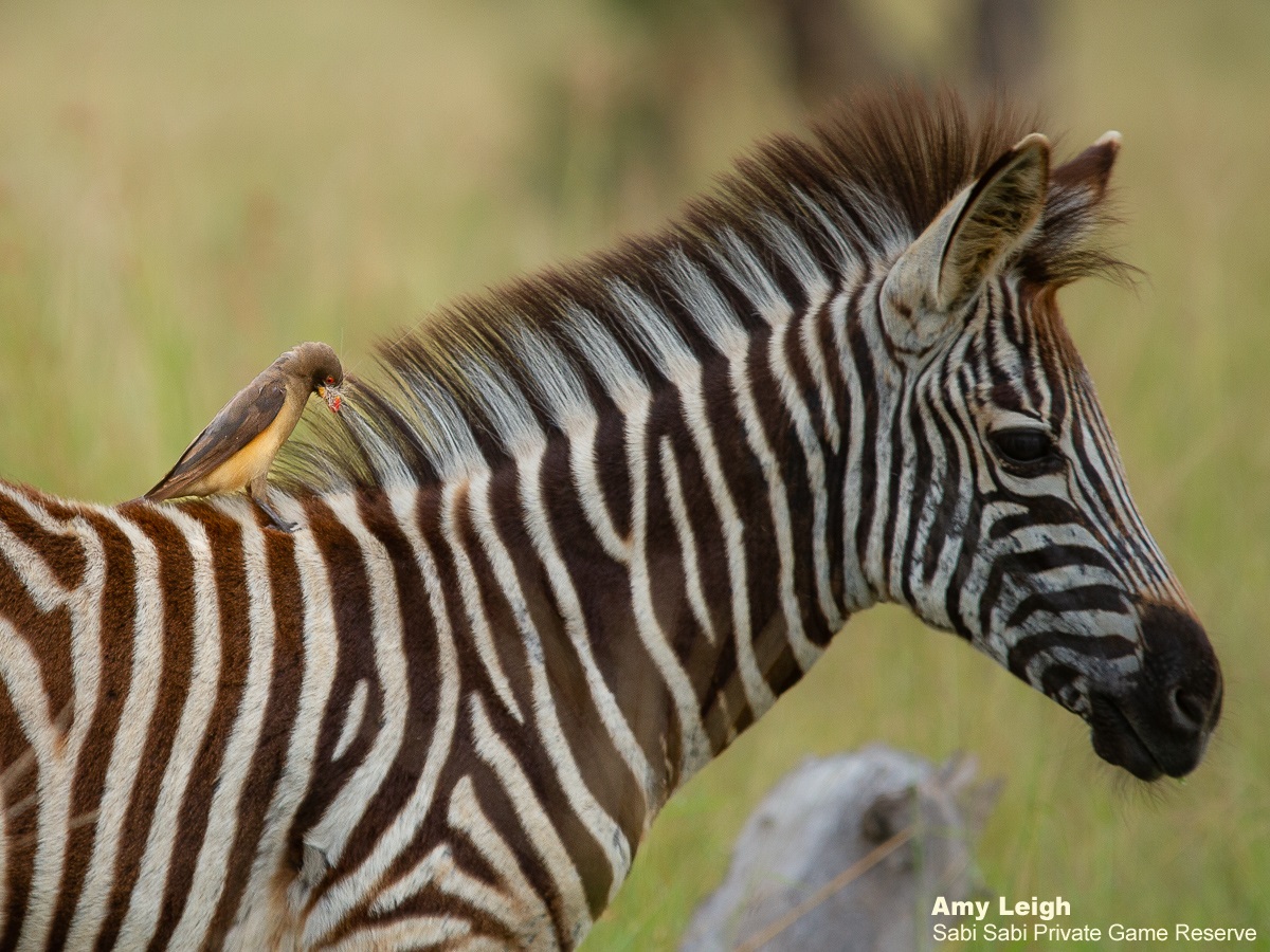 Oxpeckers And Zebras