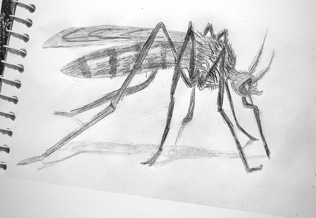 Mosquito Drawing
