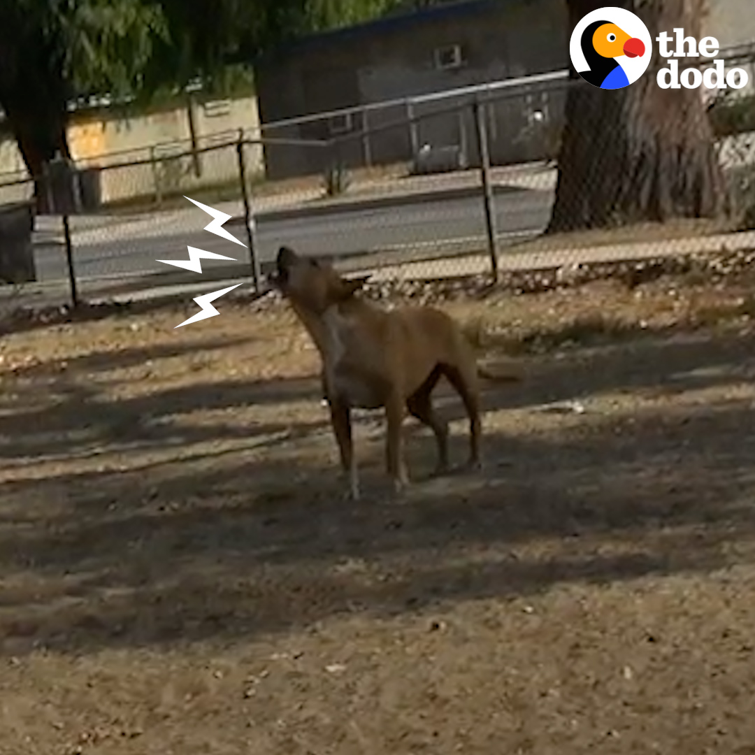 This dog was left behind after her owner passed away — but watch her ...