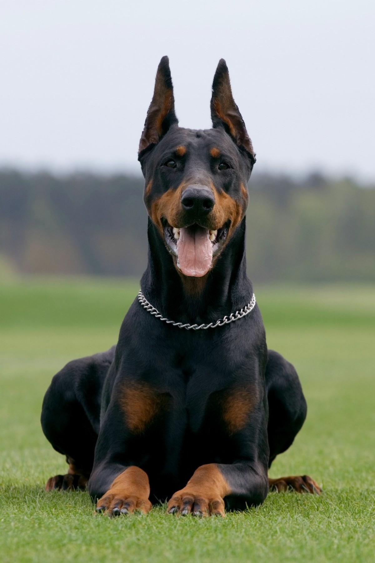 Resident Evil Doberman No Need To Knock I Know You Are Here Funny