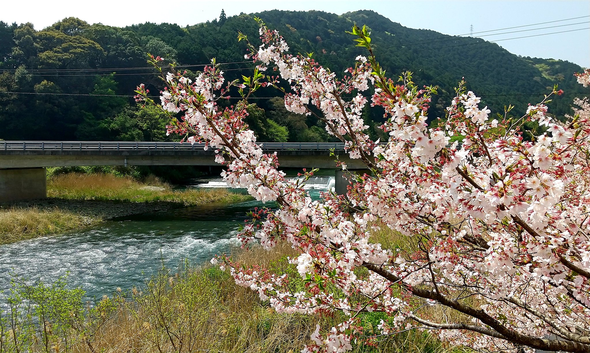 takeuchi_sds on Twitter: "アメブロを投稿しました。 『春の景色🌸』 https://t.co/AK7VietD6s 二年振りに、下ノ加江へ桜を見に行きました🌸 #桜 ...