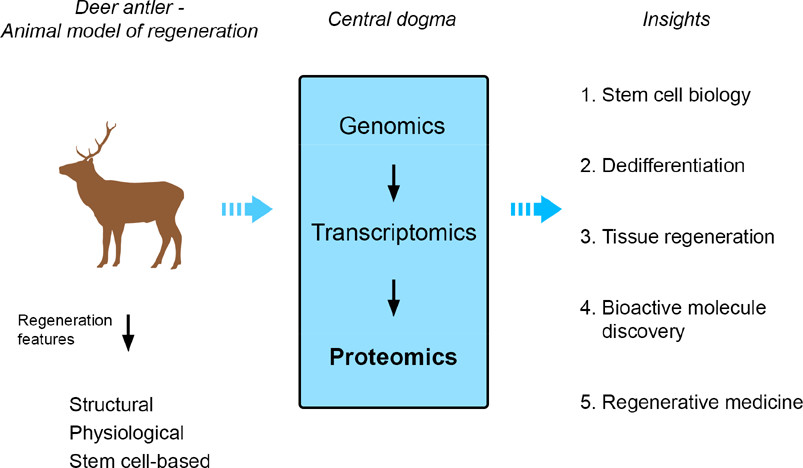 Regeneration Diagram