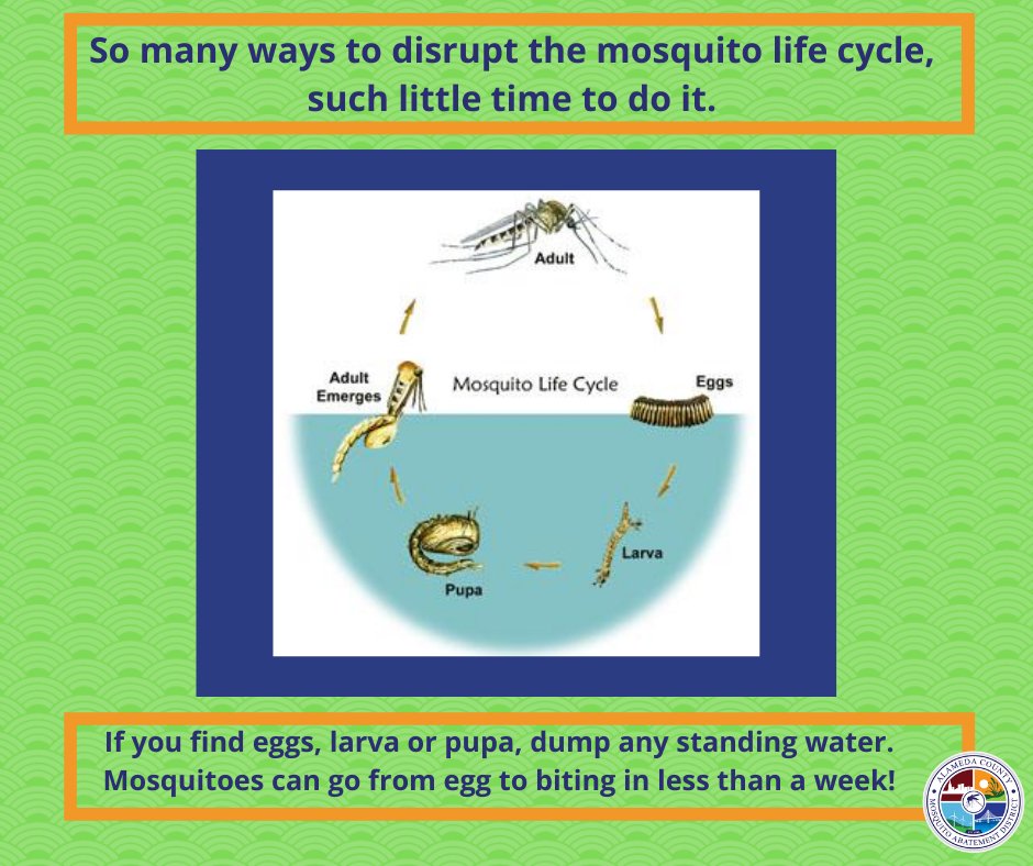 Mosquito Life Cycle Worksheet