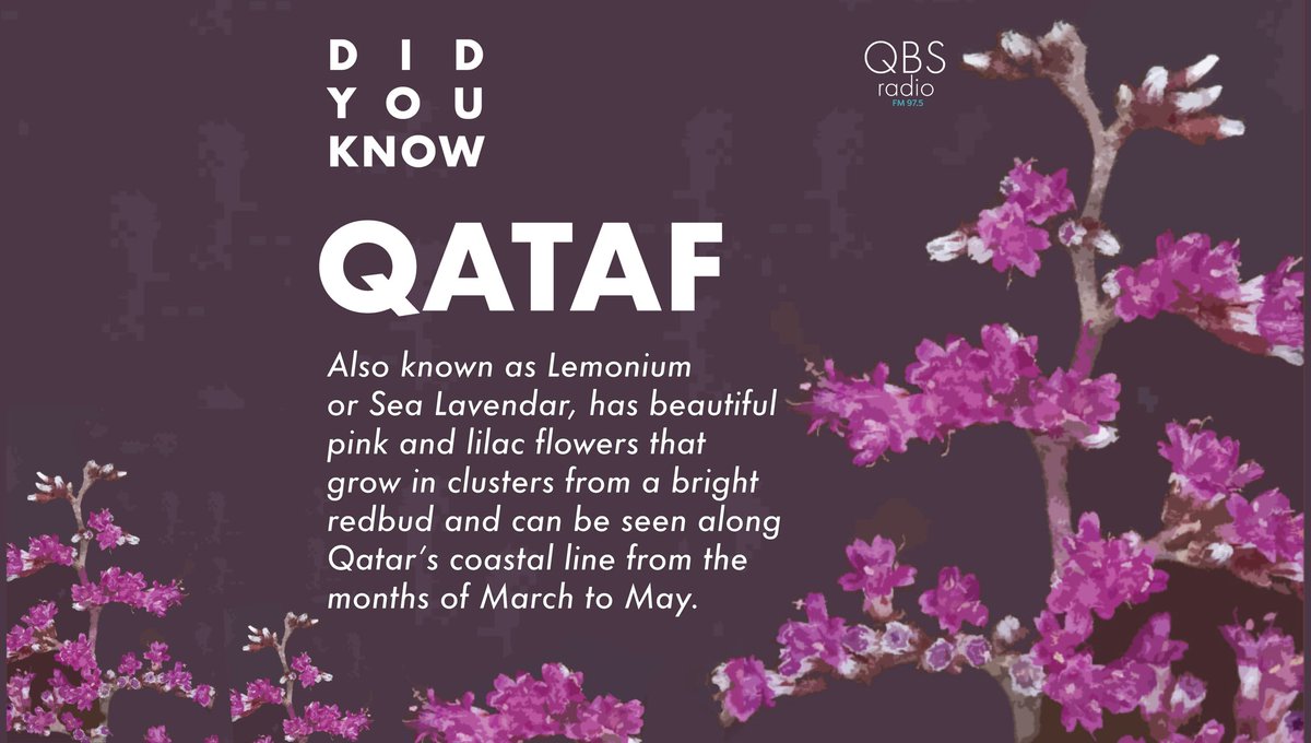 Have you ever wondered about Qatar’s national flower: Qataf? Check out ...