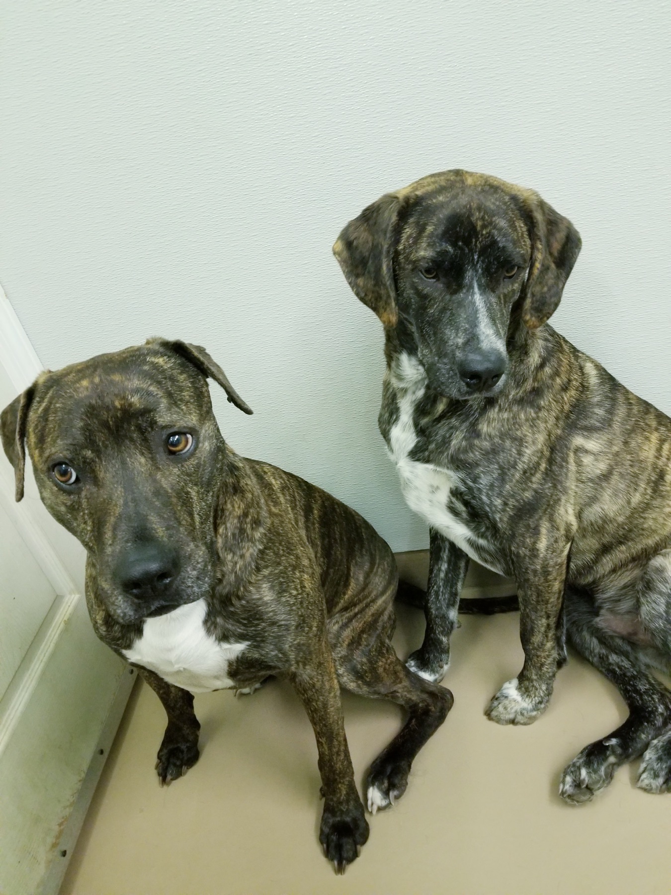 Can A Treeing Tennessee Brindle And A Pointer Be Friends