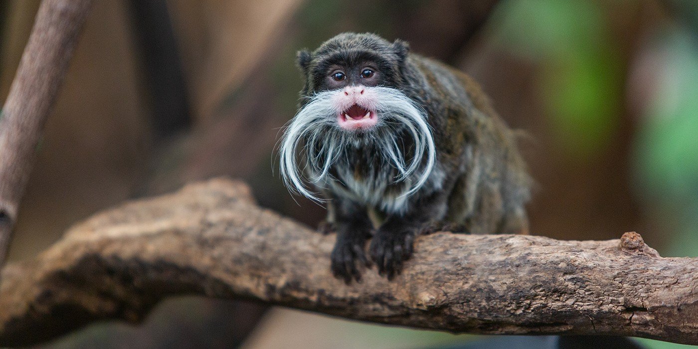 Emperor Tamarin Monkey Funny