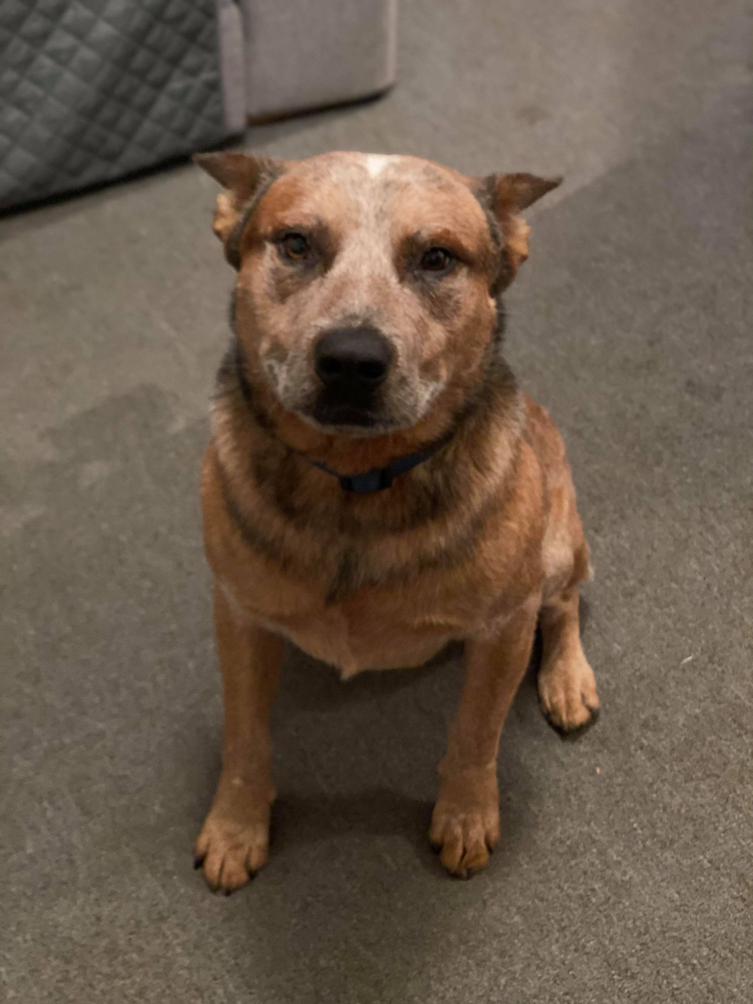 Red Australian Stumpy Tail Cattle Dog