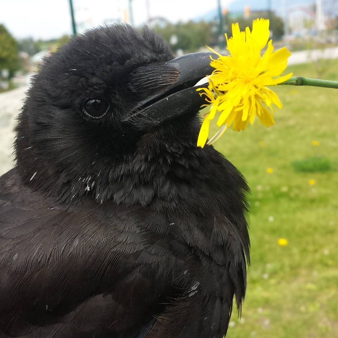 Fluffy Baby Crow
