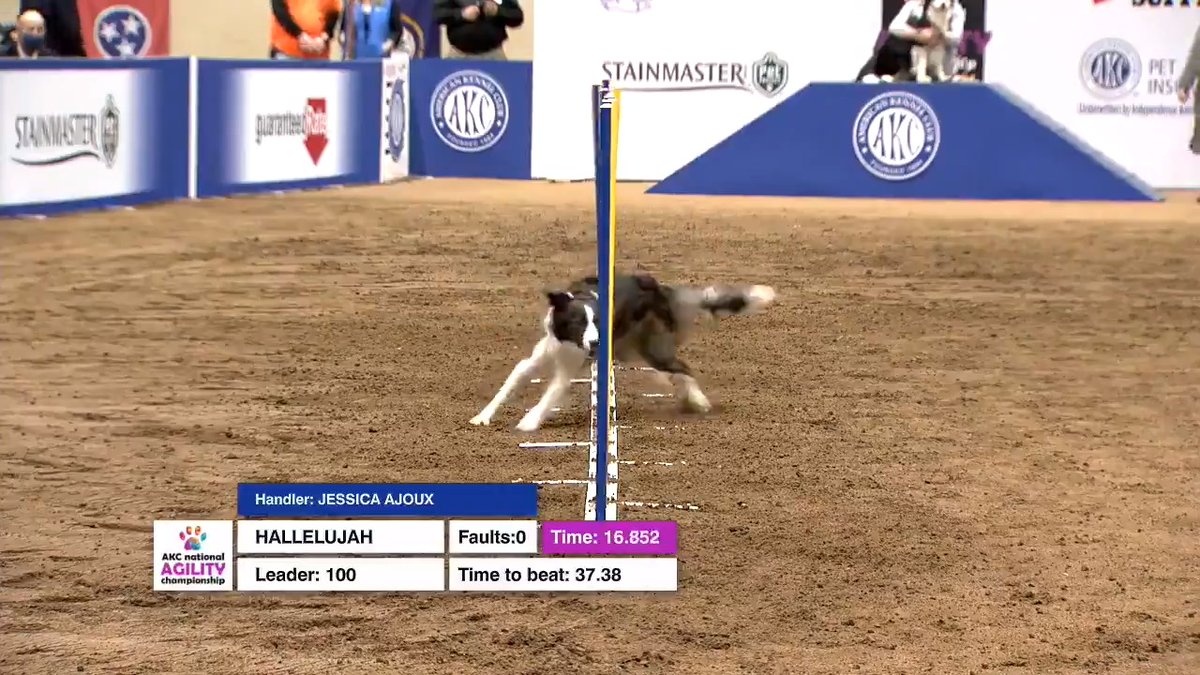 What Are Faults In Dog Agility