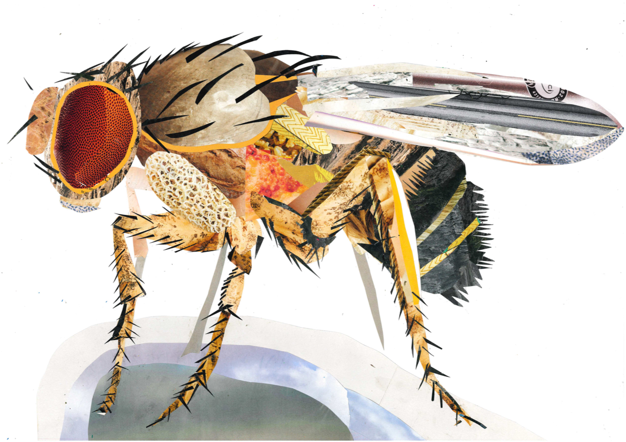 Drosophila Drawing