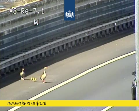 Rijkswaterstaat Verkeersinformatie on Twitter: "Wie weet waarom de ganzen blootvoets gaan? De ...