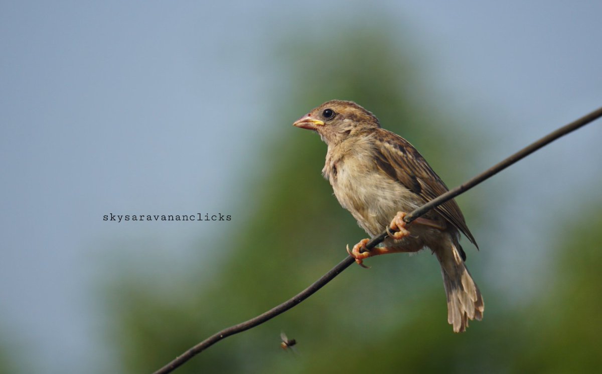 Sky Saravanan (@sky_saravanan) | Twitter