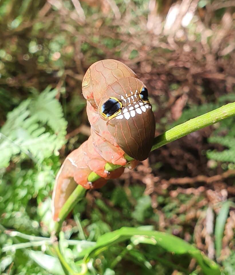 The Pink Underwing Caterpillar: Nature’s Master of Disguise with a ...