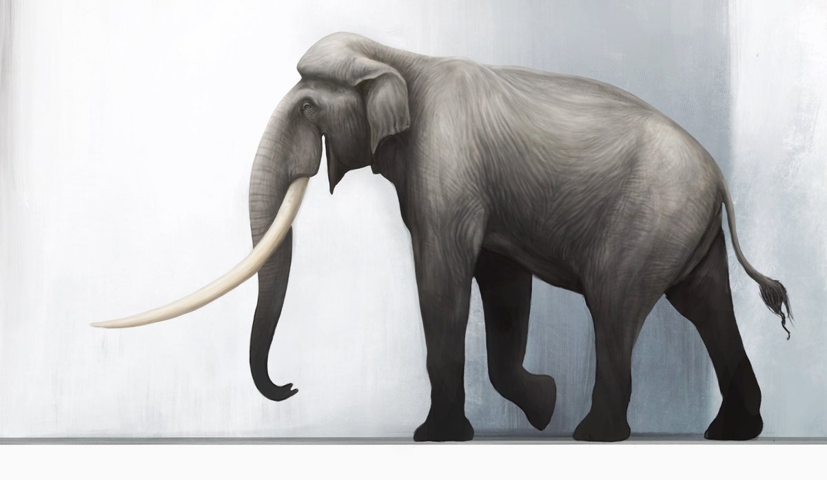 Cameron Dillon (@Cam_ornitho) さんのイラスト・マンガ作品まとめ (4 件) - Twoucan