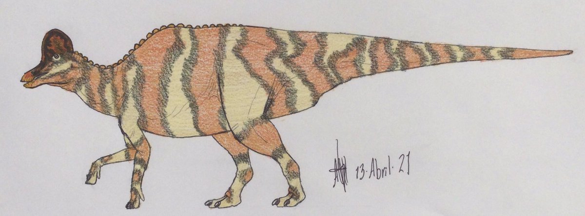 Corythosaurus Skeleton