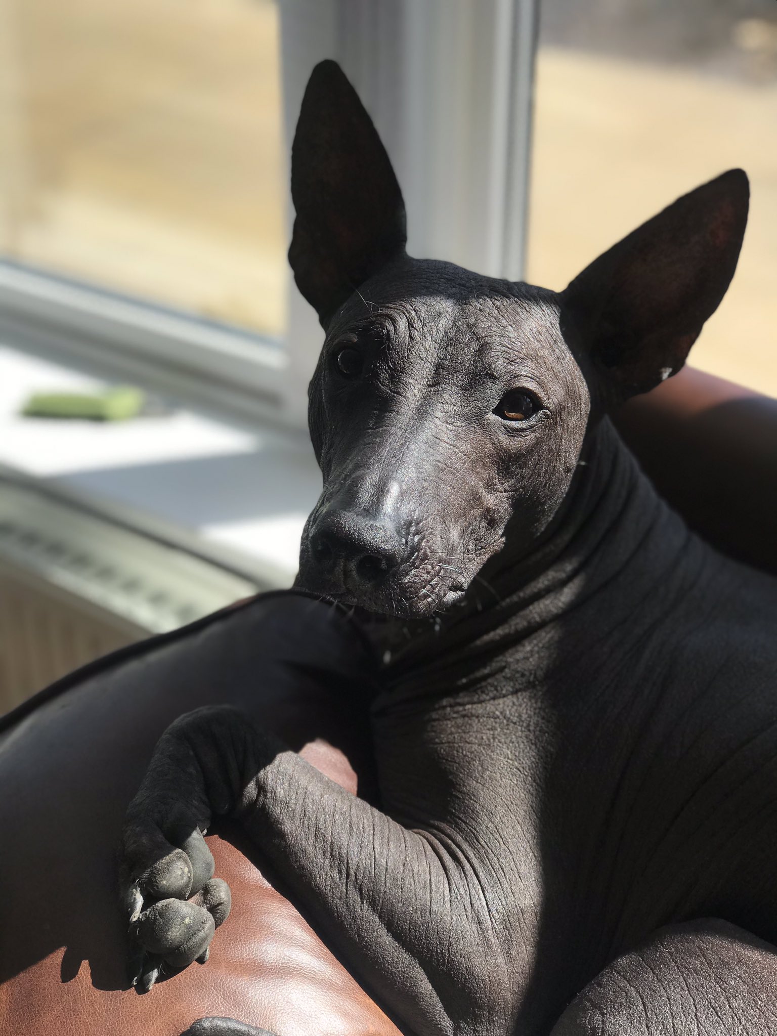 Xoloitzcuintli Pitbull Mix