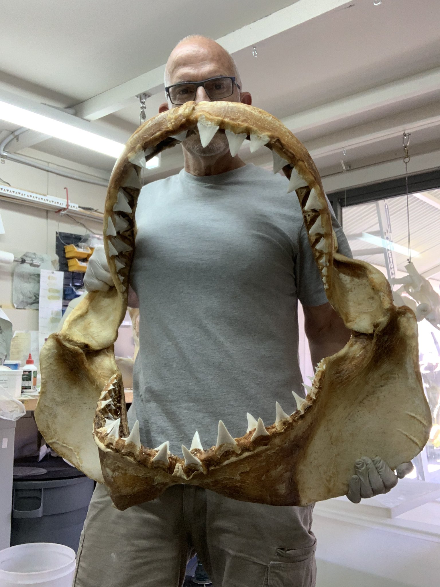Great White Shark Skeleton Great White Sharks Older Than Previously