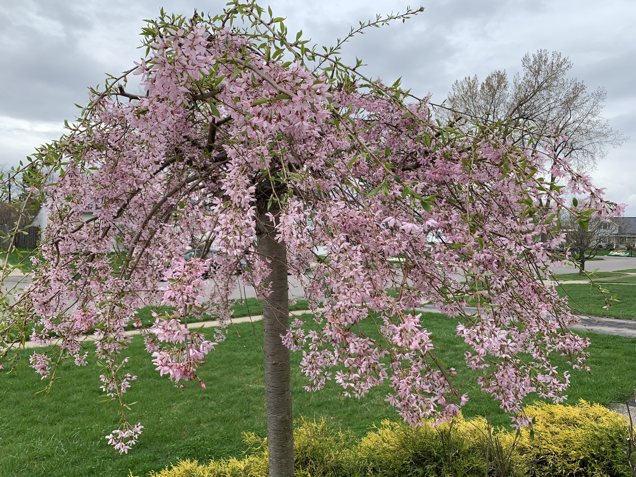 Dwarf Pink Weeping Cherry Tree