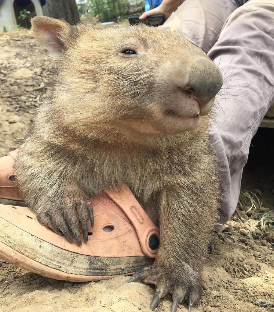 Baby Wombat Smiling