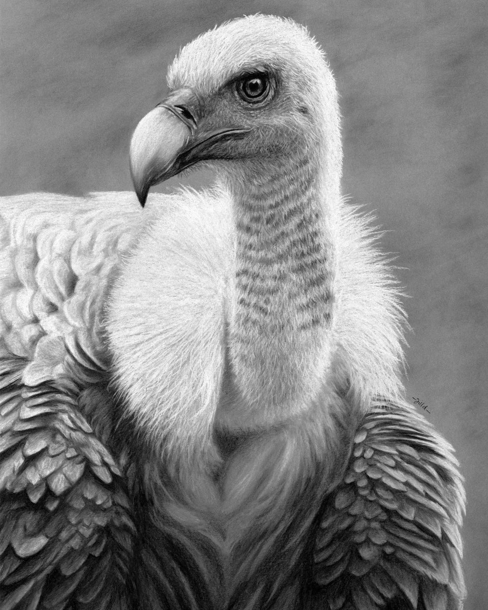 Vulture Drawing Realistic