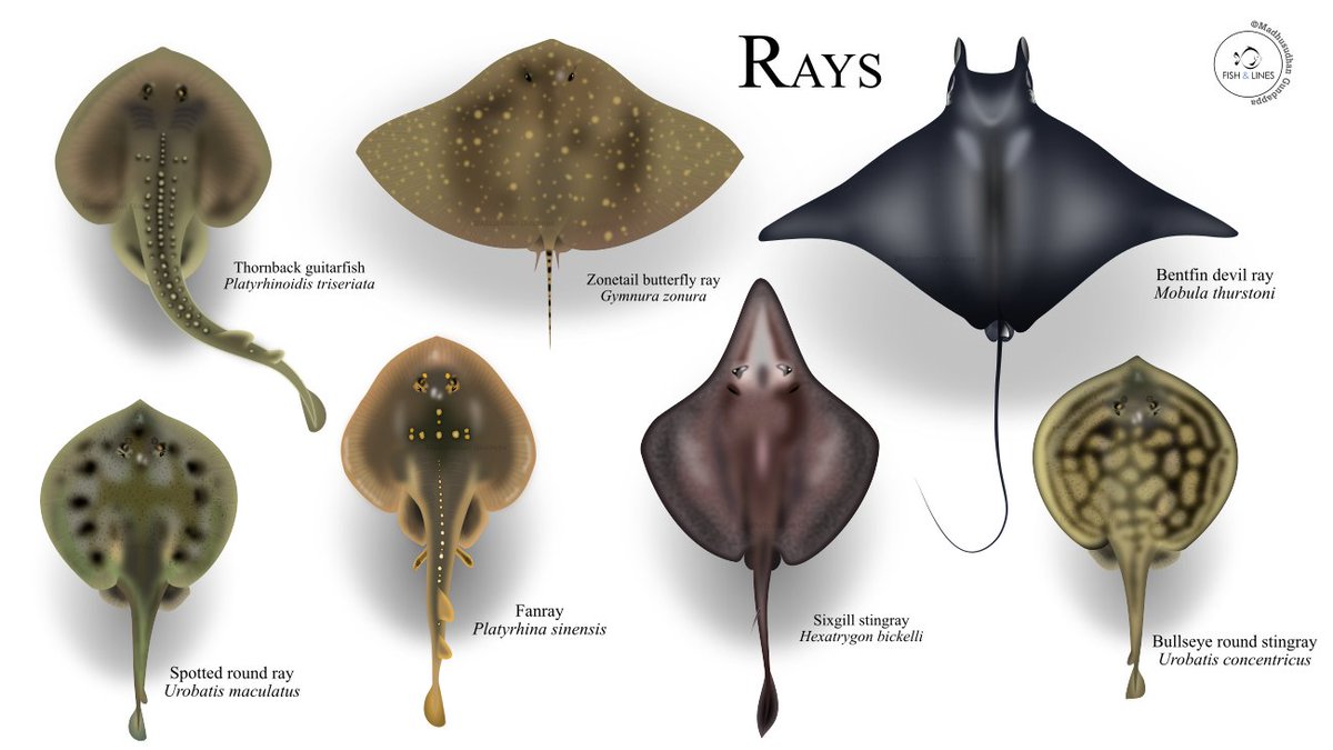 Rays Fish
