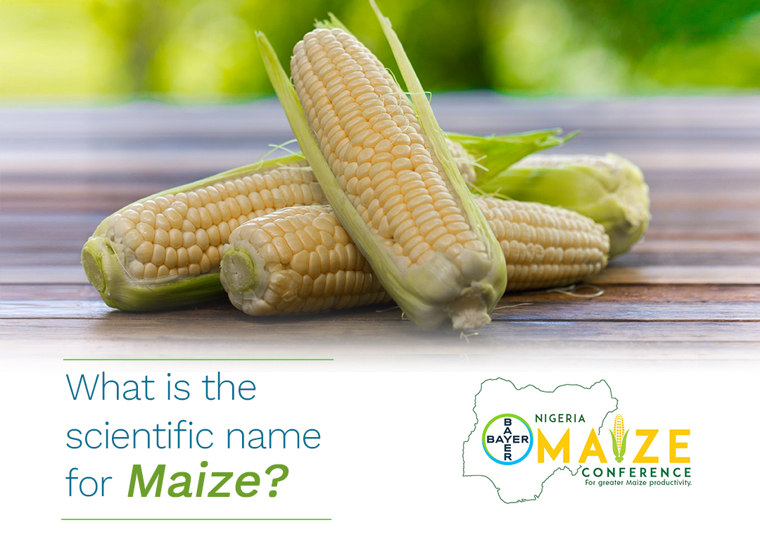 Maize Plant Diagram, Infographic Elements With The Parts Of, 40% OFF