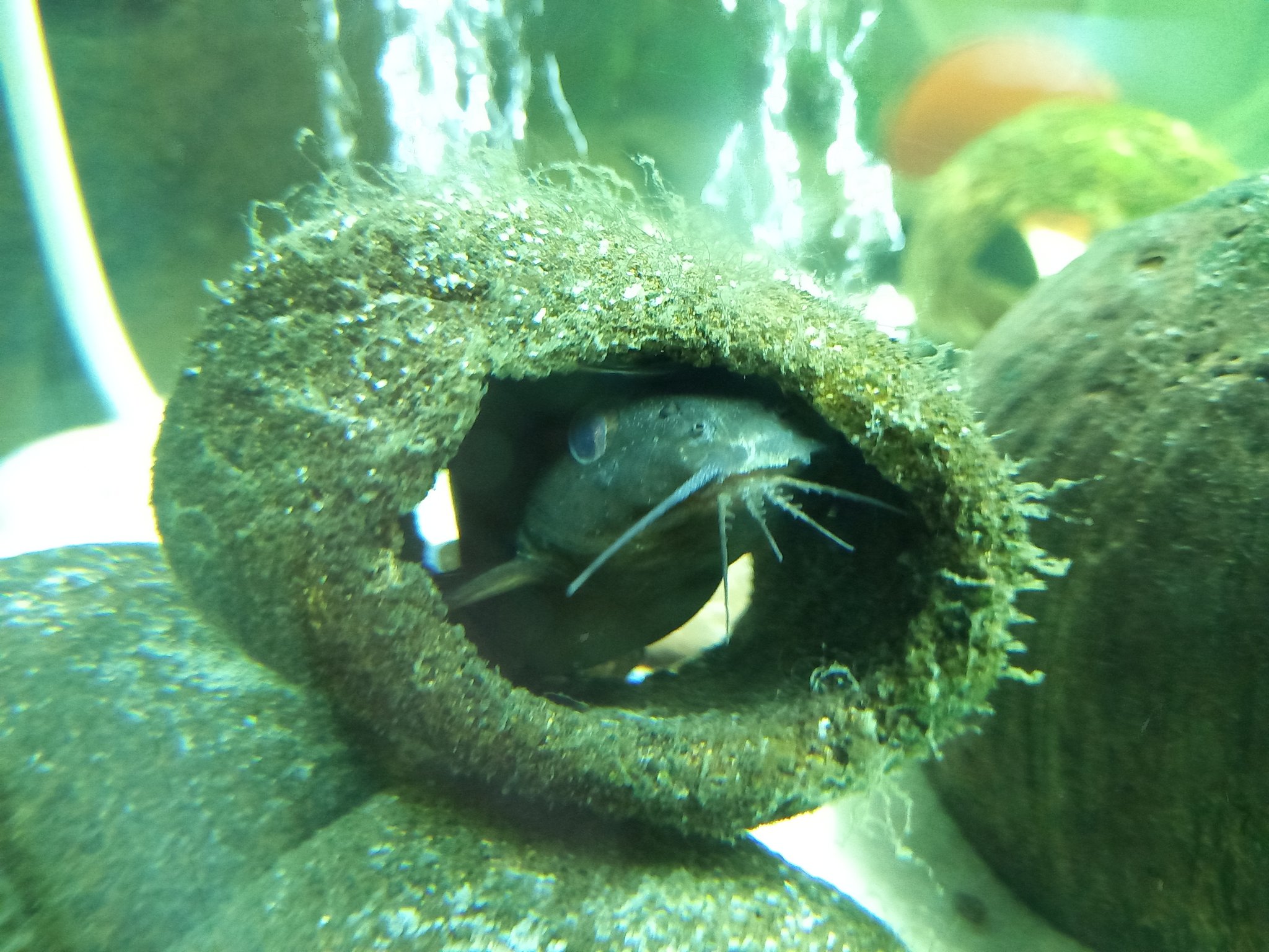 TW Pornstars - 2 pic. 🇬🇧Lacey Loxxx🇬🇧 (18+). Twitter. Gosh I love how ...