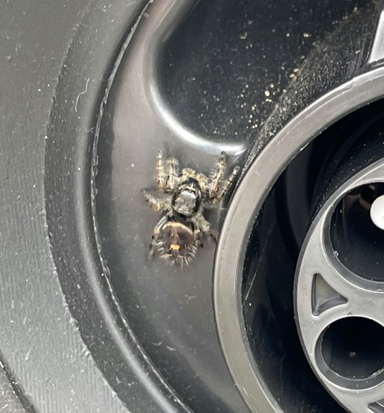 TW Pornstars - SkellaWeen. Twitter. Just so you know I gave it a lot of ...