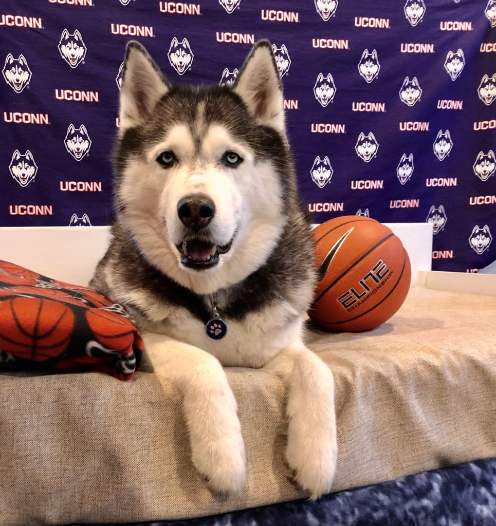 Uconn Jonathan The Husky