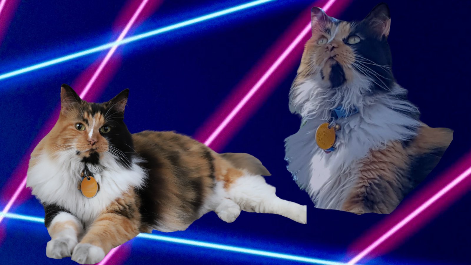 Laser Cats Wallpaper