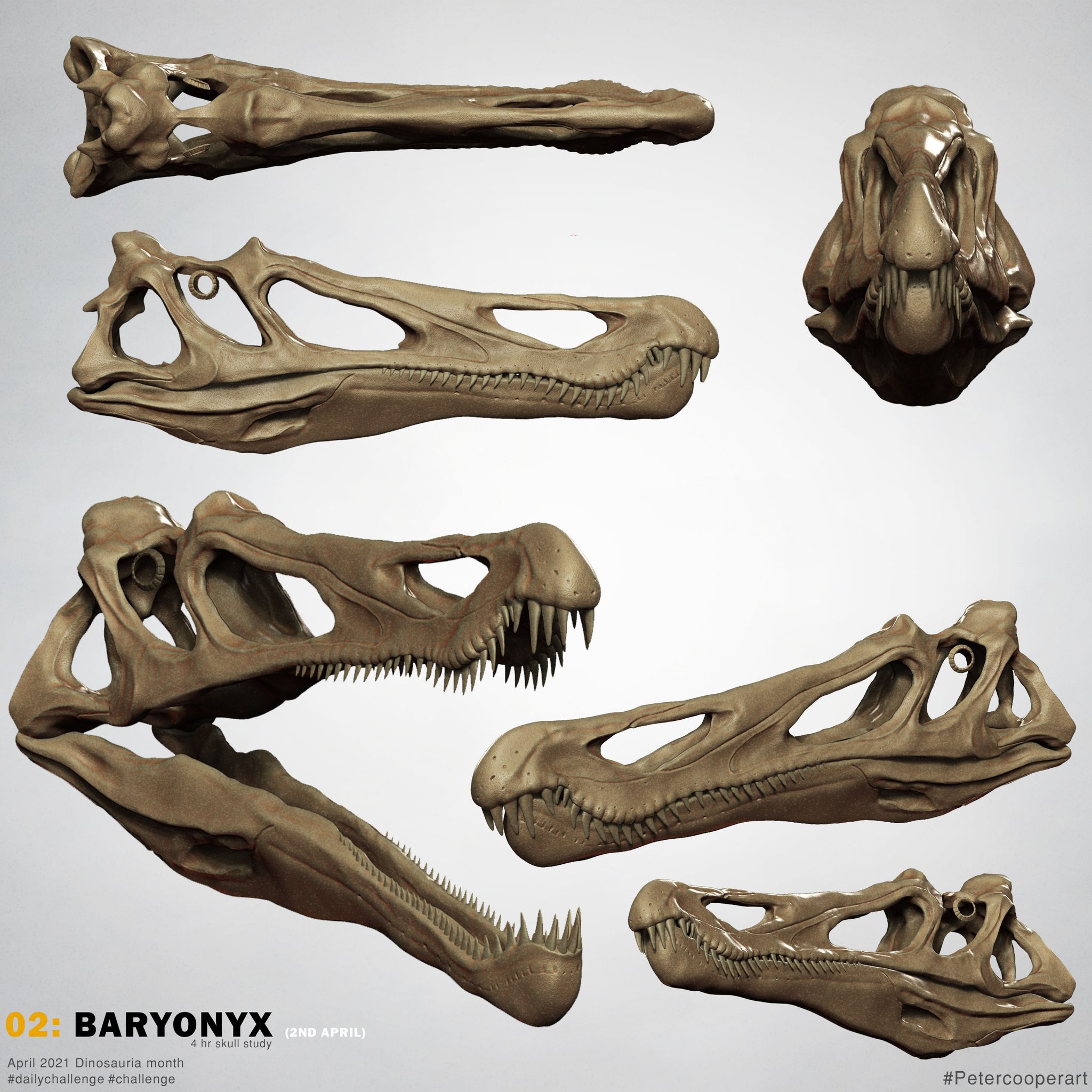 Baryonyx Skull