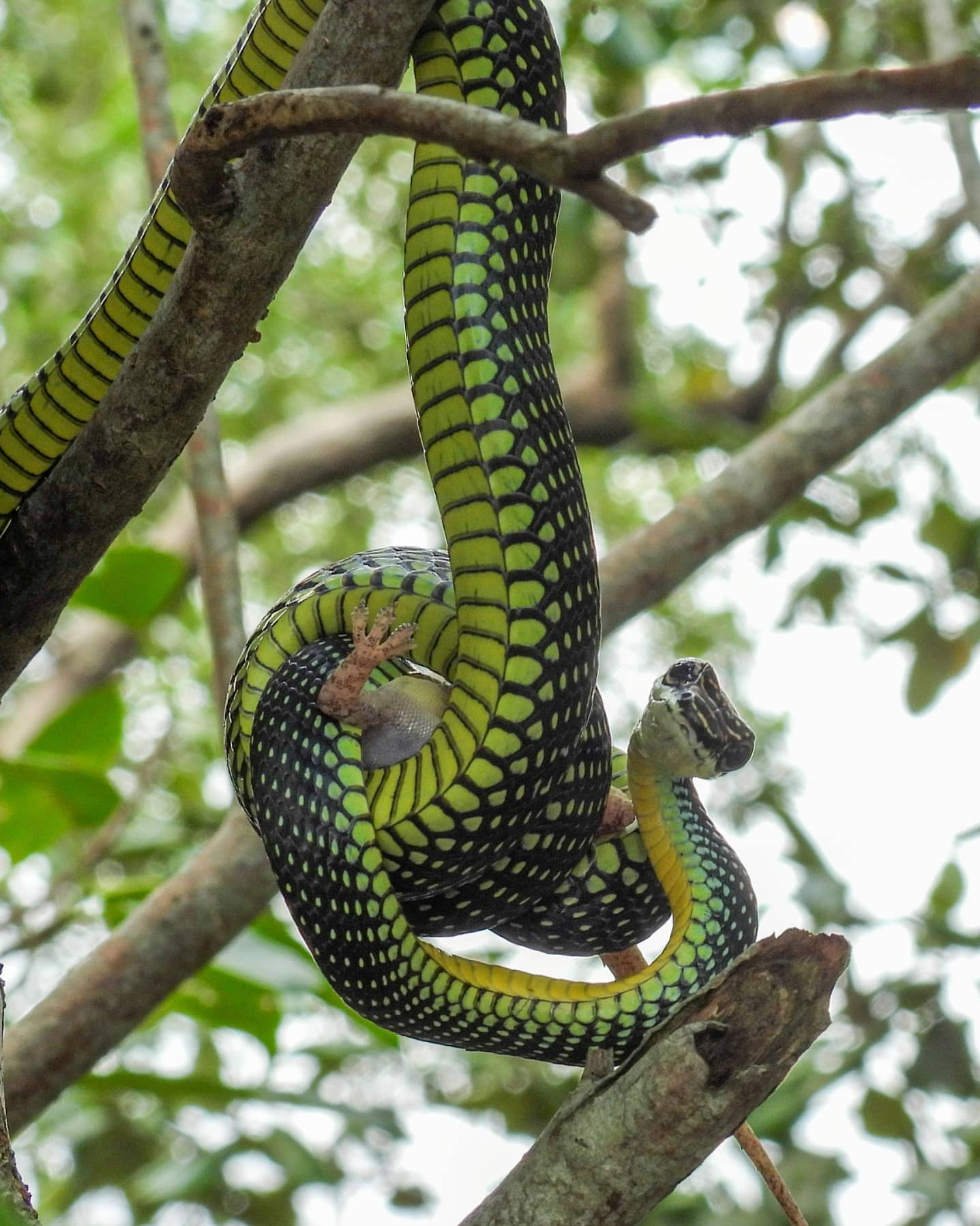 Paradise Tree Snake