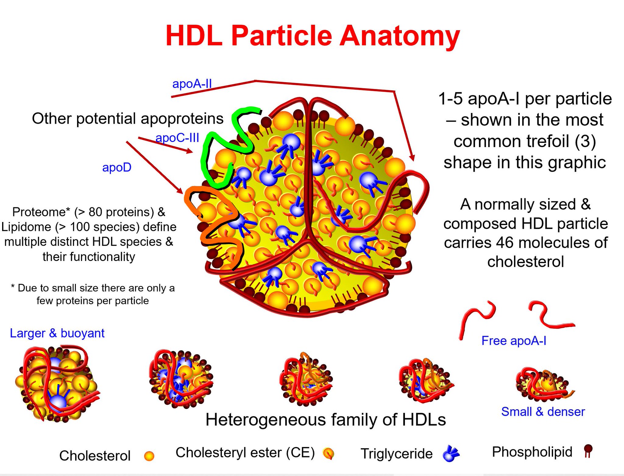 Hdl Molecule