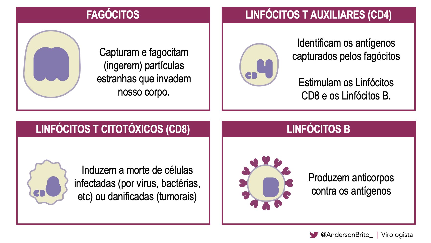 Funcao Dos Linfocitos T