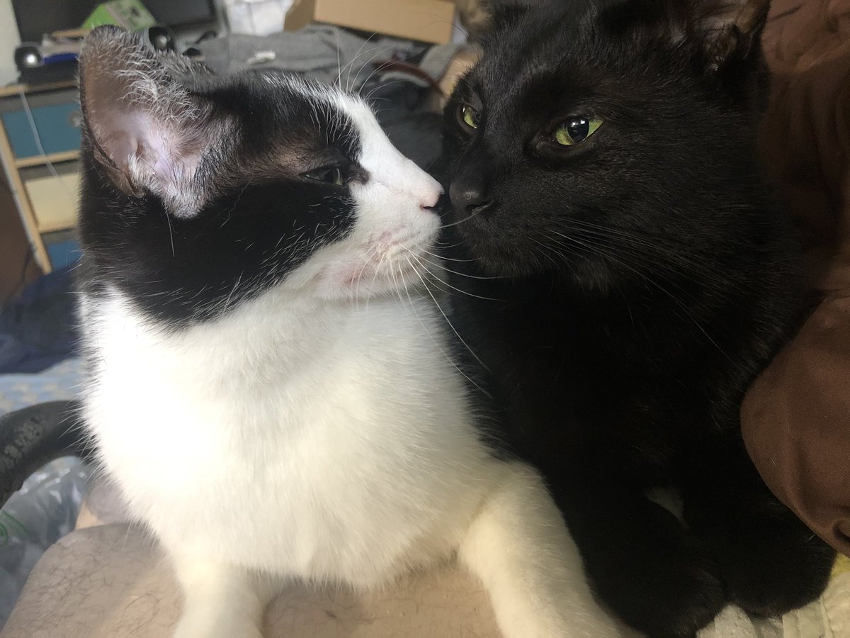 「にゃん 」|ないつきプラーナ強制排出補助機構付初期型のイラスト