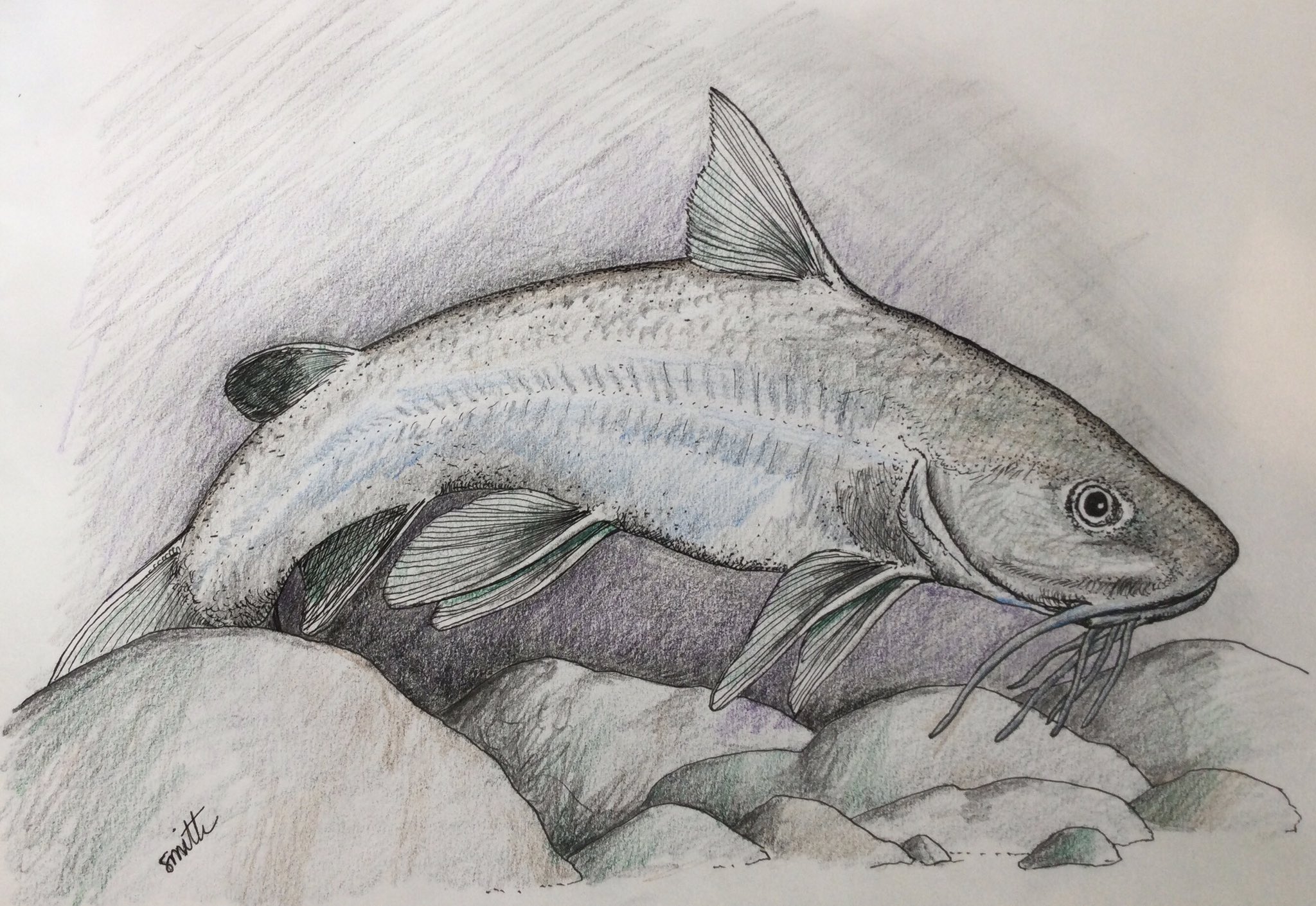 Catfish Pencil Drawing