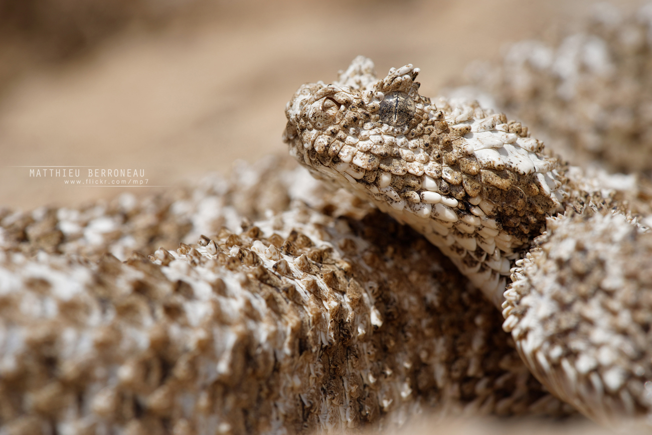 Horned Viper Striking