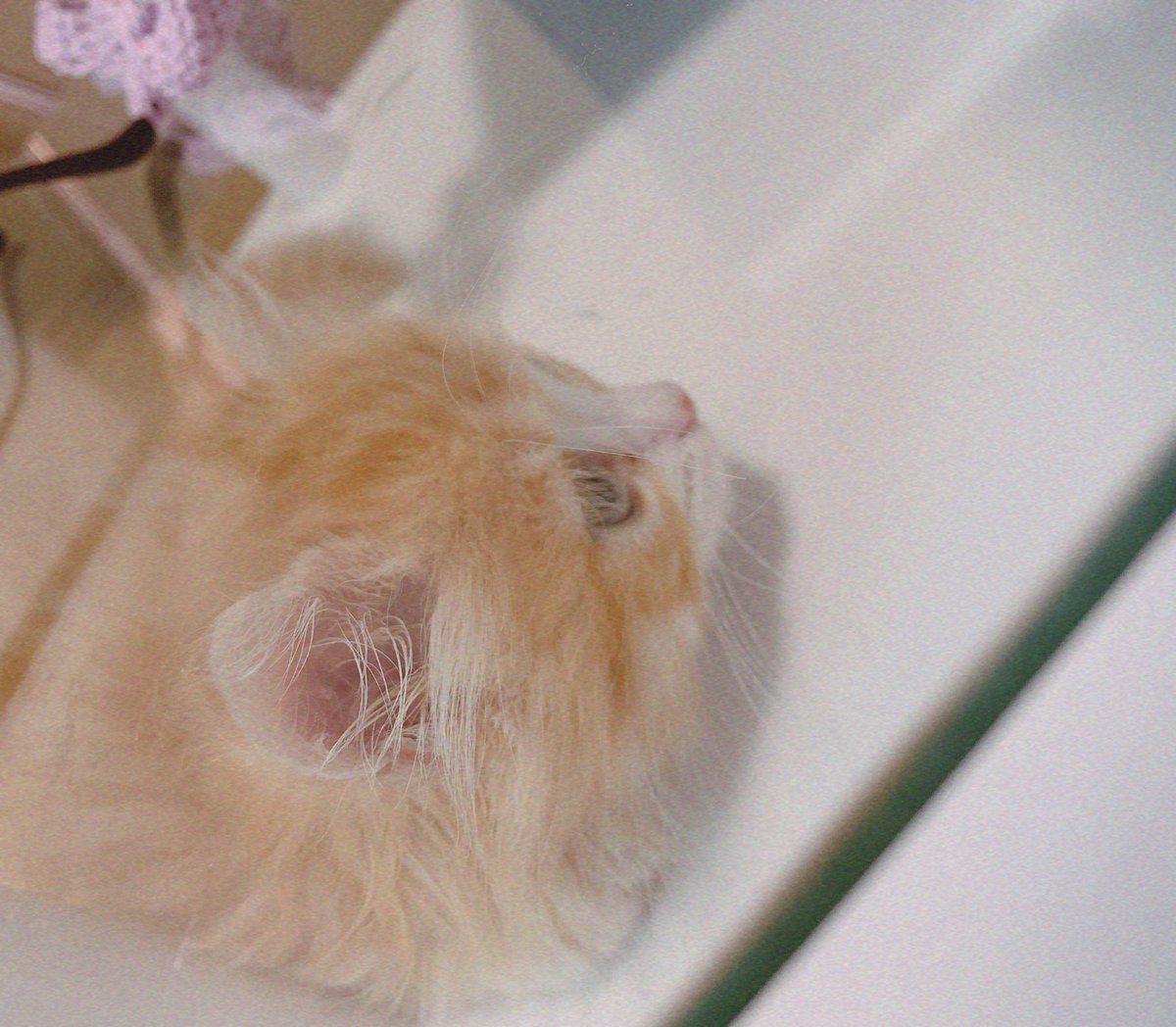 Roboco has a cute new kitten?! : r/Hololive