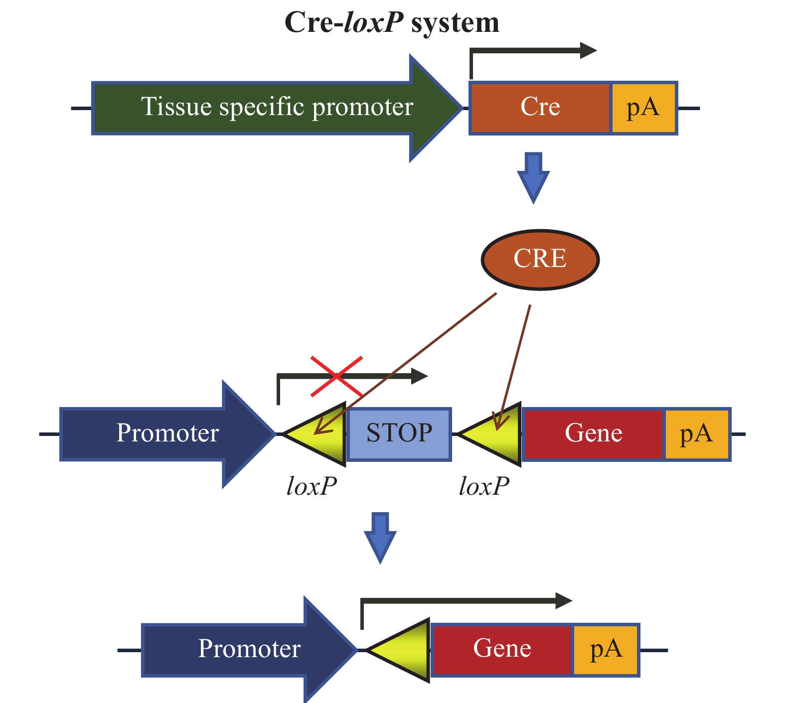 Cre Lox Conditional Knockout