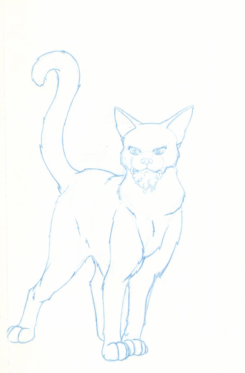 Warrior Cat Apprentice Outline