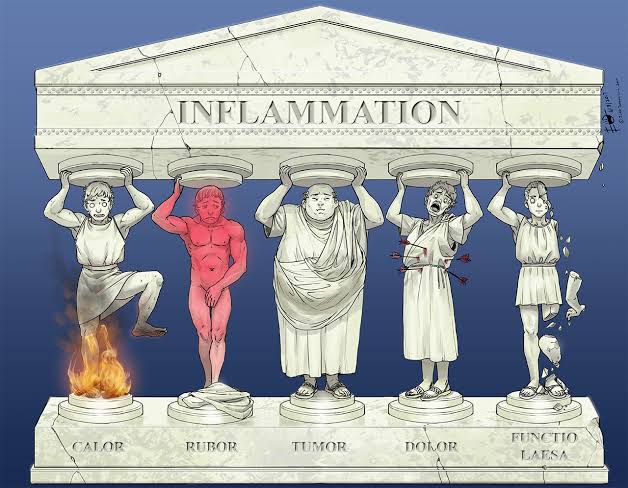 retorta Irradiar Malgastar dolor rubor calor y tumor Género ...