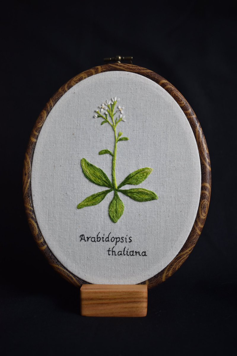 Alicia Stringham (@NeuroAlicia) | Twitter