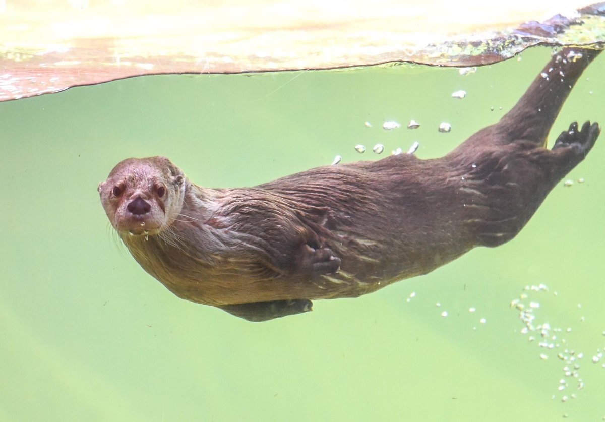 River Otter Underwater