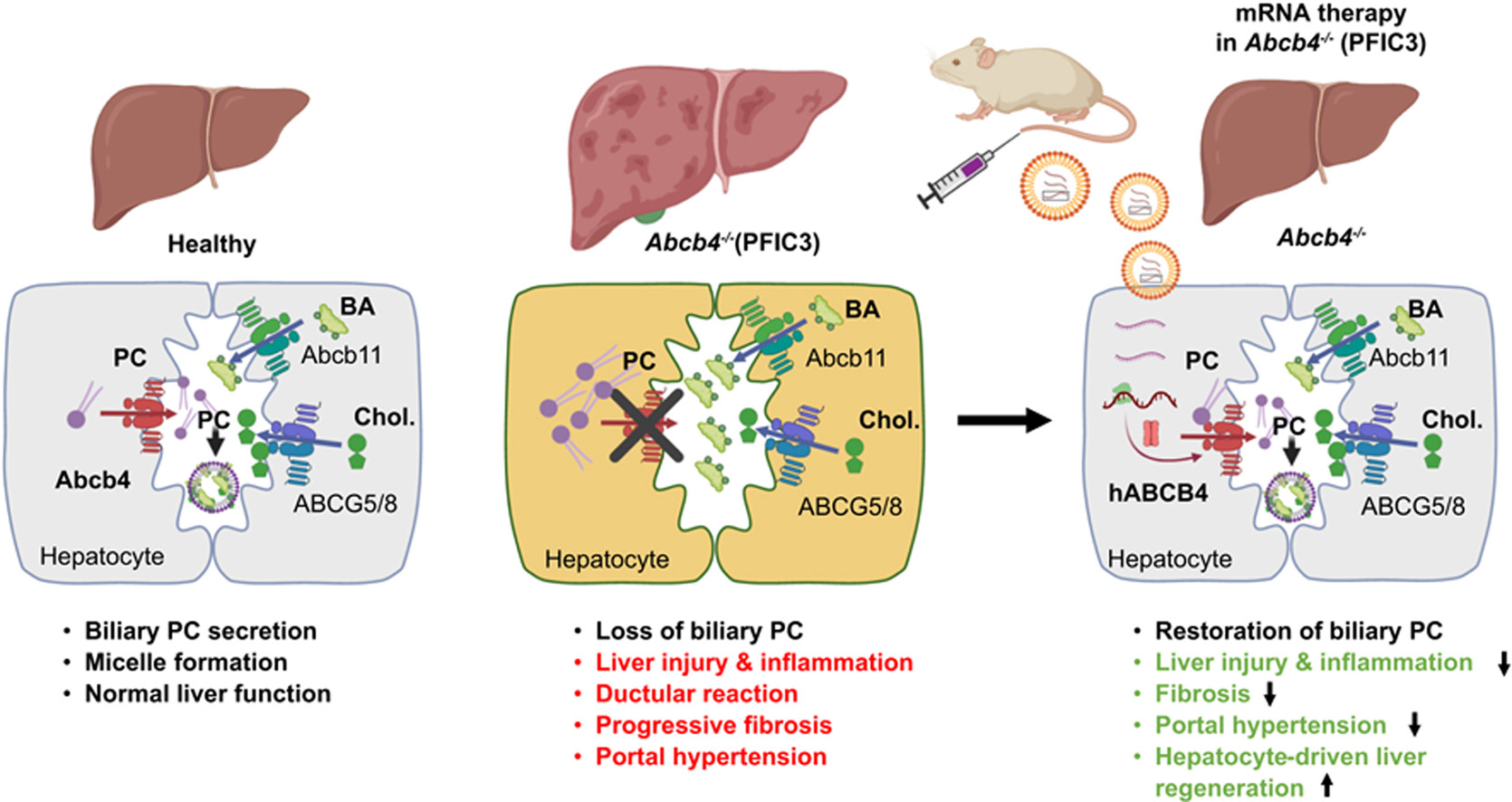 Hepatocyte Model Large Constructed