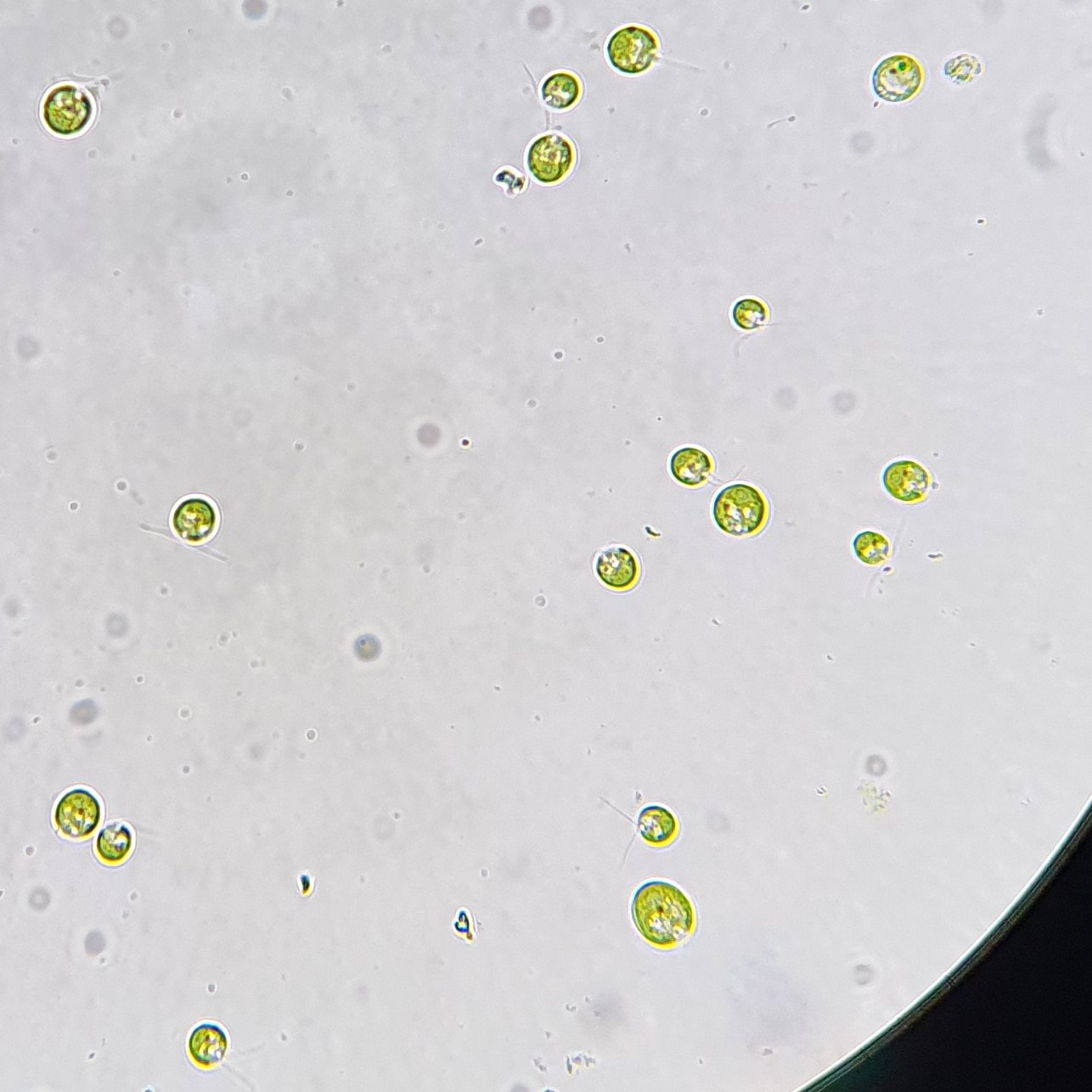 Chlamydomonas 400x